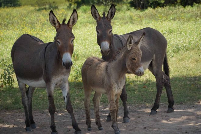 Nigeria: Customs intercept bags of donkey meat in Kebbi State