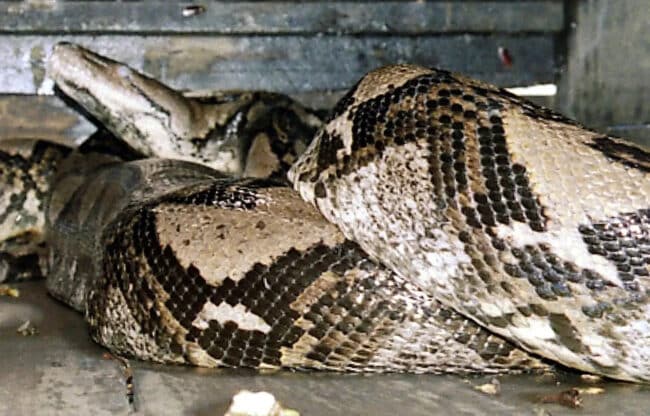 Indonesian woman found dead in the belly of a python