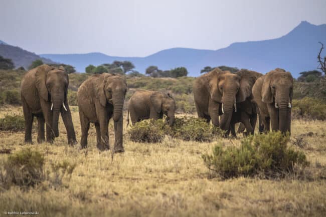 Spanish tourist trampled to death by elephants in South Africa